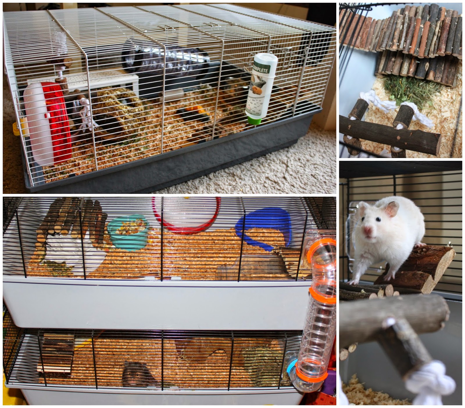 Min Dyreverdens Hamsteroppdrett: Valg av riktig hamsterbur