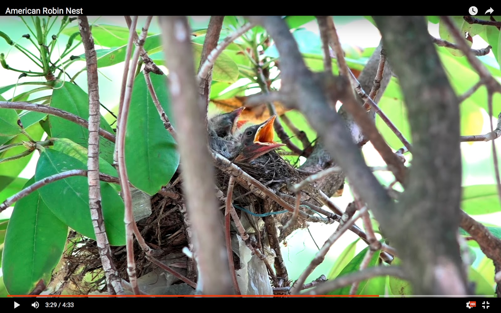 The Monkey Buddha: American Robin Nest