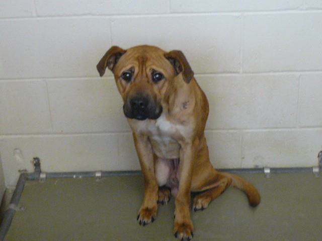 Dog Wallpaper: Animal Shelter Sad Dogs picture wallpaper