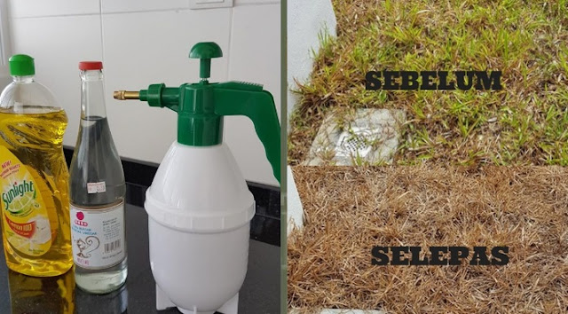 Tak Perlu Beli Racun Rumput Lagi! Guna Dua Bahan Ini Untuk Atasi ...