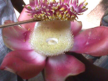ni2: Nagalingam Flower