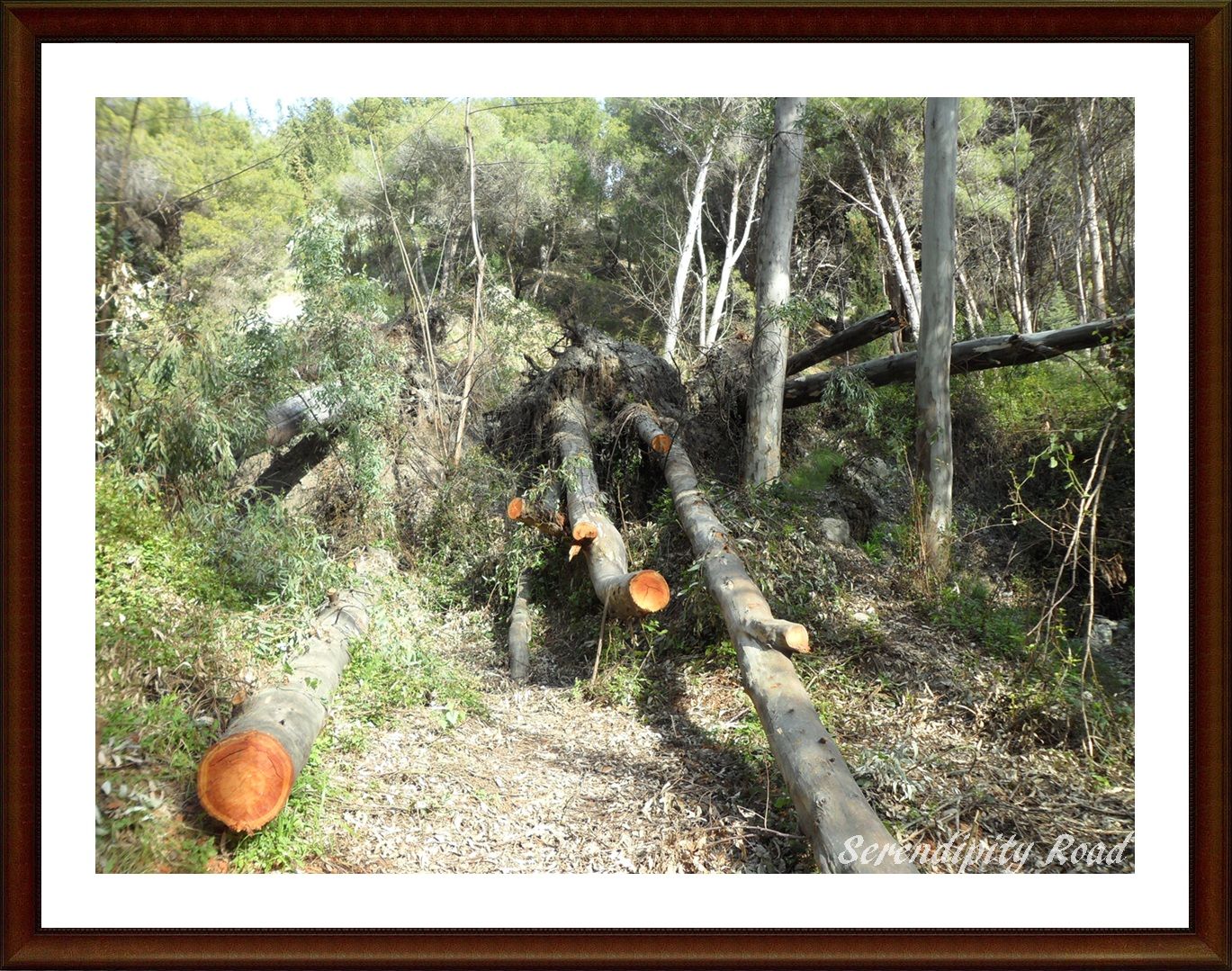 On the Serendipity Road: Pictures from Beneficio/Spain Part 3 // Bilder ...