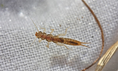 Aquatic Insects of Central Virginia: Chloroperlidae (Green Stonefly ...