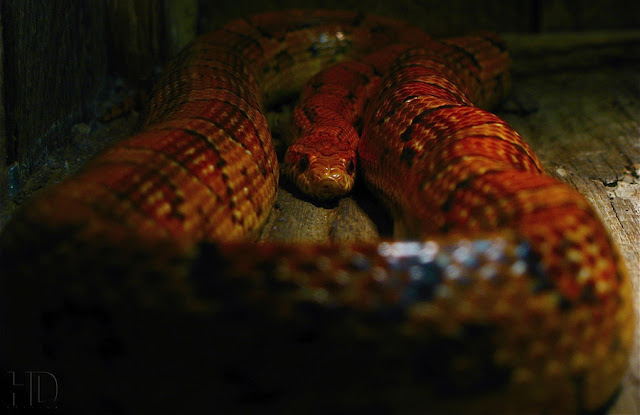 Our Beautiful World: Beautiful red snakes