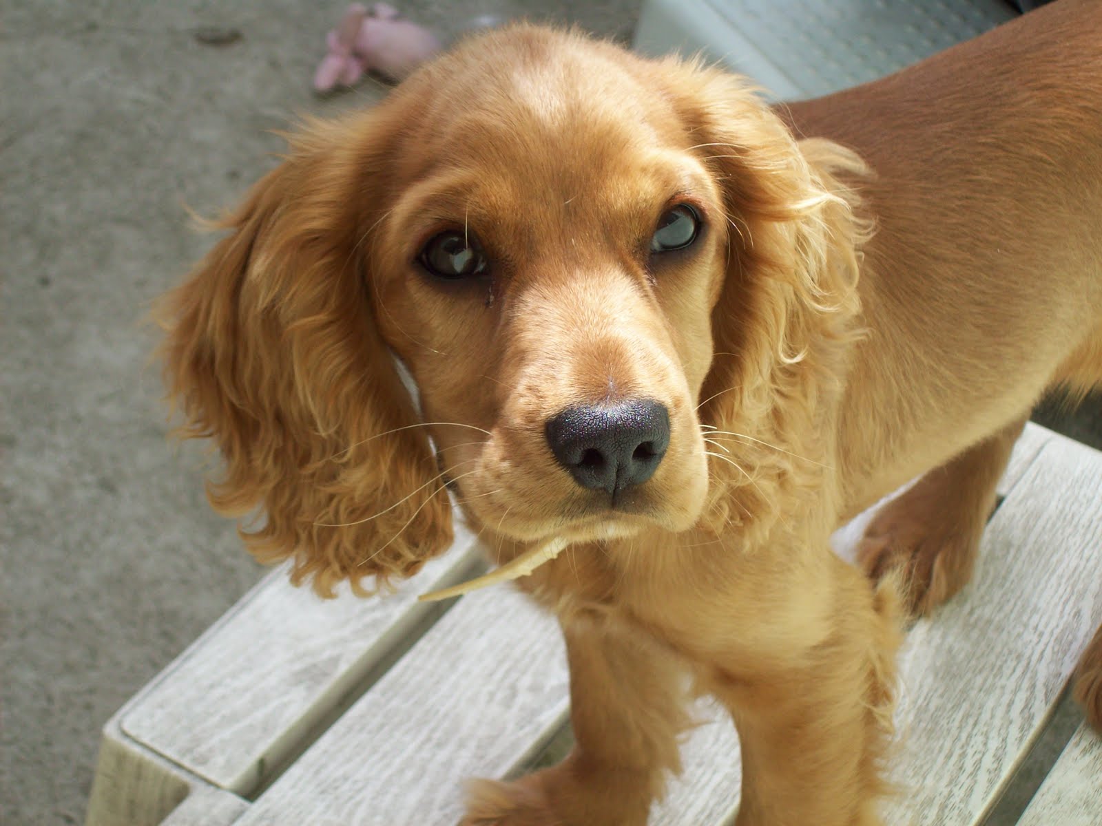 directorio de mi vida: Amo los perritos