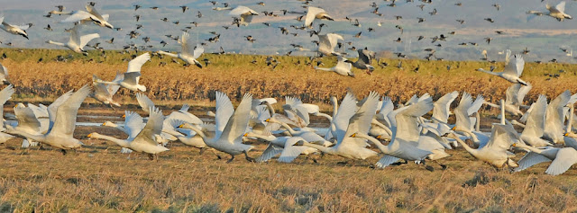 Super Whoopers | Focusing on Wildlife