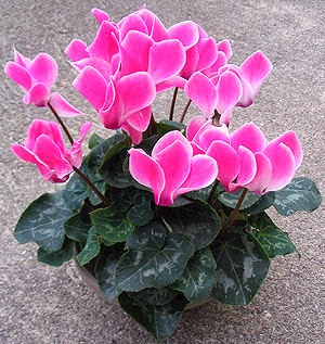 SIKLAMEN (Cyclamen) BAKIMI | Çiçek Bakımı, Çiçek Çeşitleri, Çiçek ...