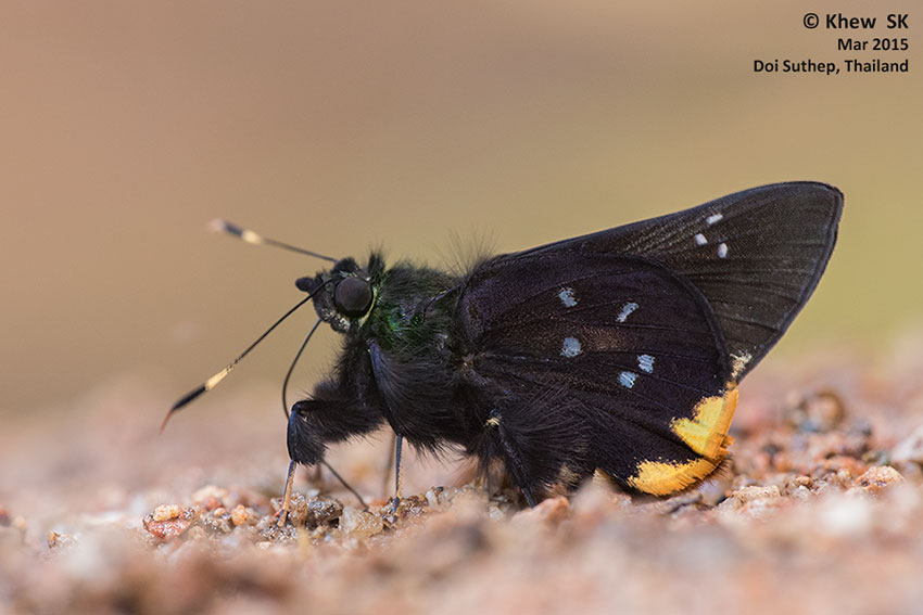 Butterflies of Singapore: 04/01/2015 - 05/01/2015