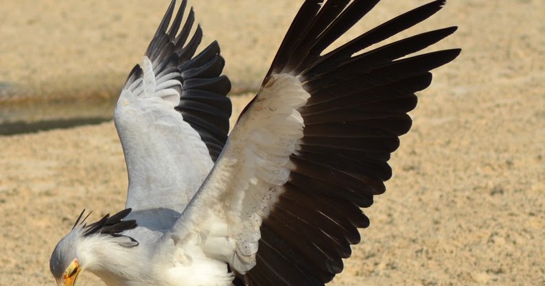 ...Les Jardins de Peggye...: Portrait... Serpentaire