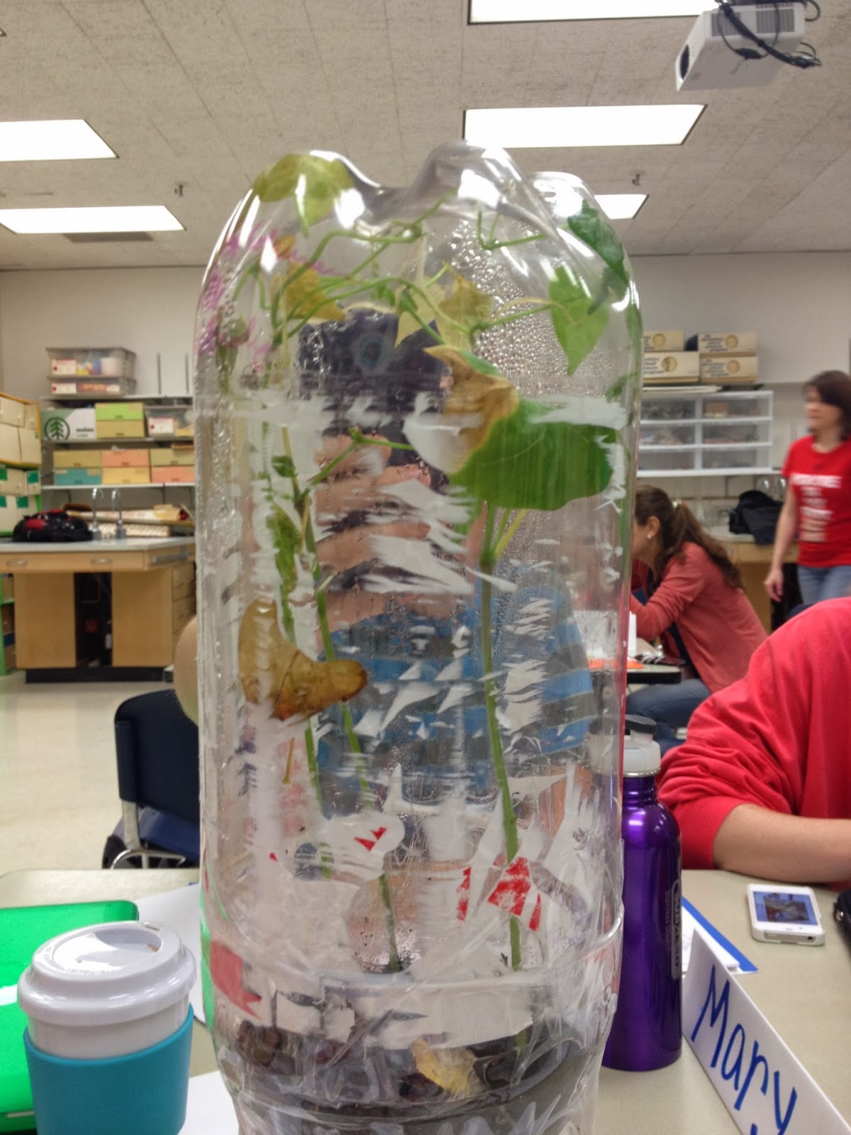 Ecosystem in a Bottle