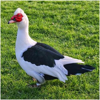 Harga Terbaru Macam-macam Jenis DOD Entok dan Bebek 2019 Semua Jenis ...