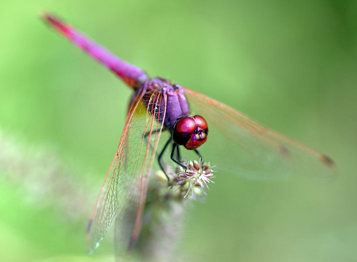 7 Fakta Unik Tentang Capung | idbaca.com