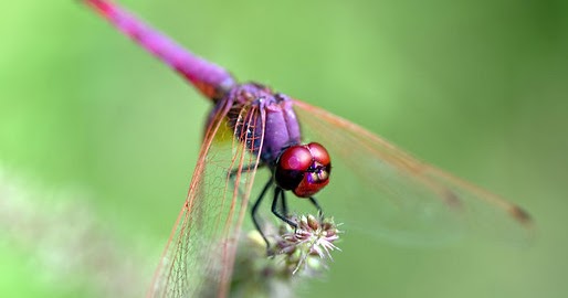 7 Fakta Unik Tentang Capung | idbaca.com