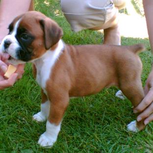 boxer puppies - PUPPIEz