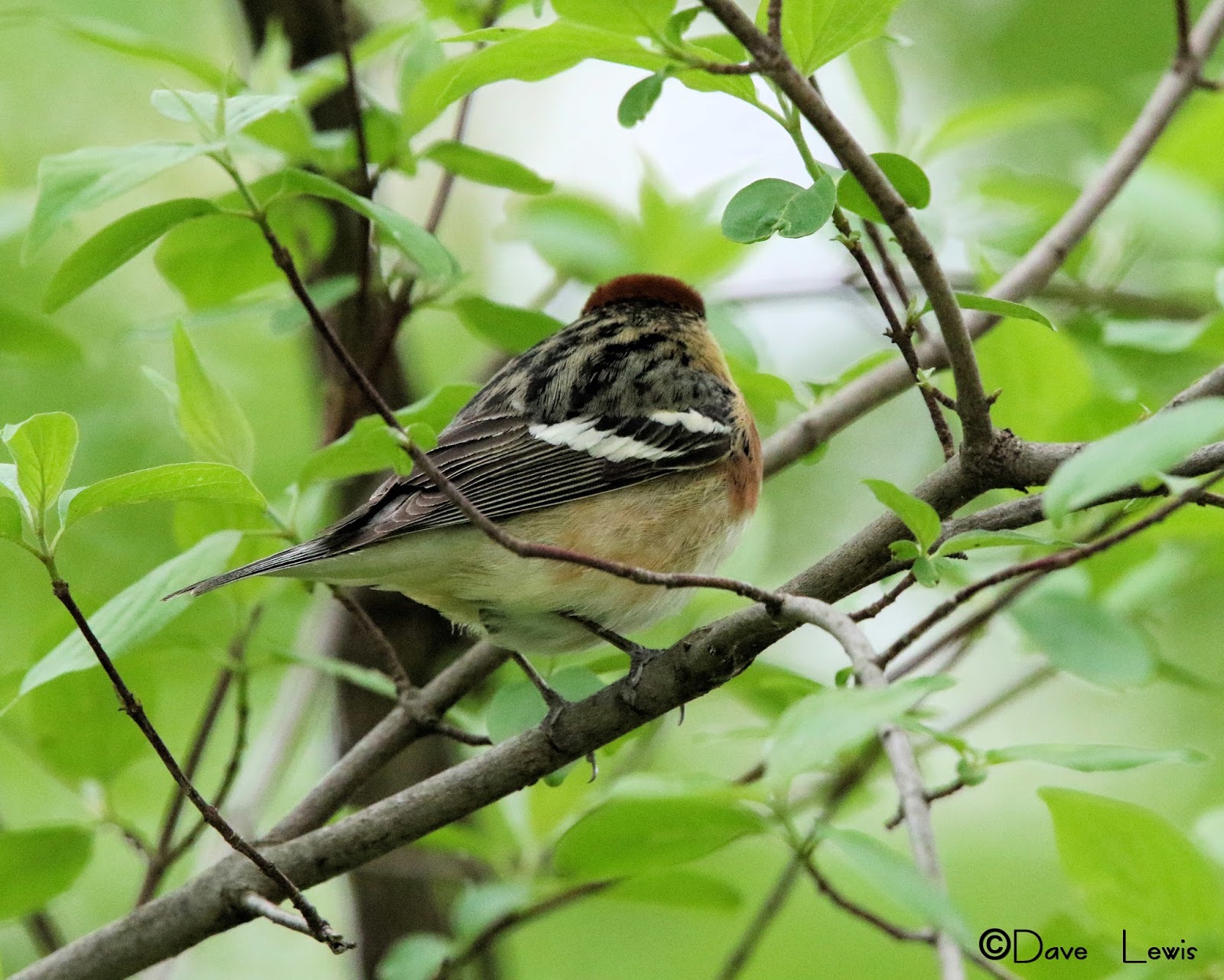 Birds from Behind : THE BIGGEST WEEK IN AMERICAN BIRDING...well maybe ...