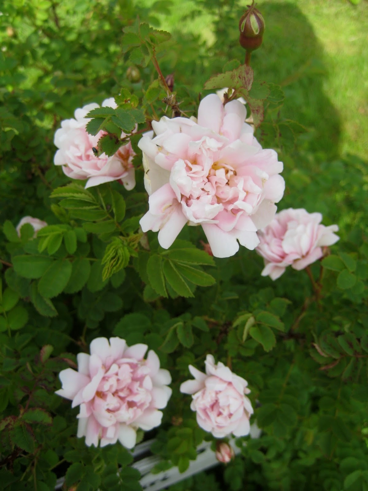 Metsätontun Ruusutarha: Ruusuinventaariota 3: tarhapimpinellaruusut eli ...