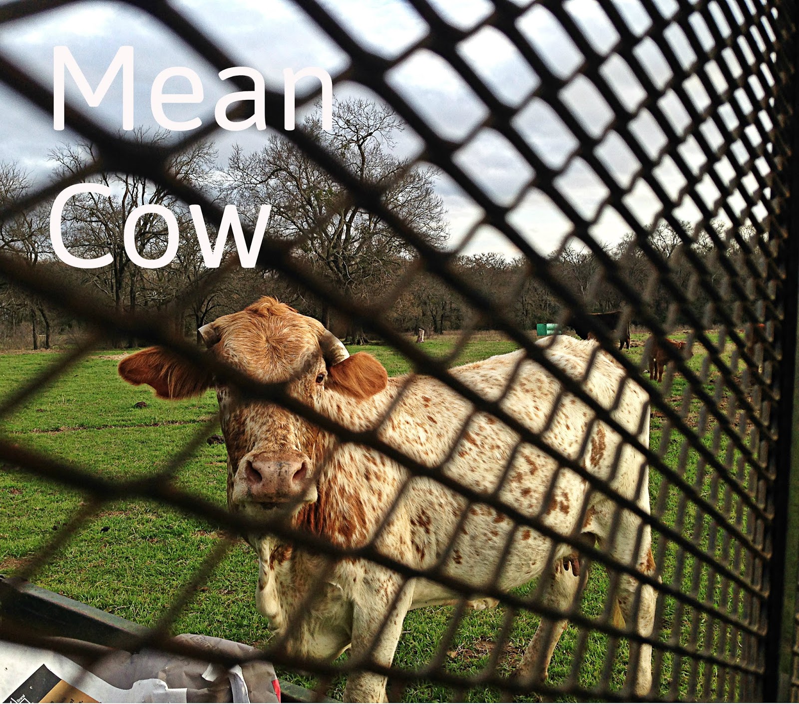 Mudpuddle: Meet All The Players