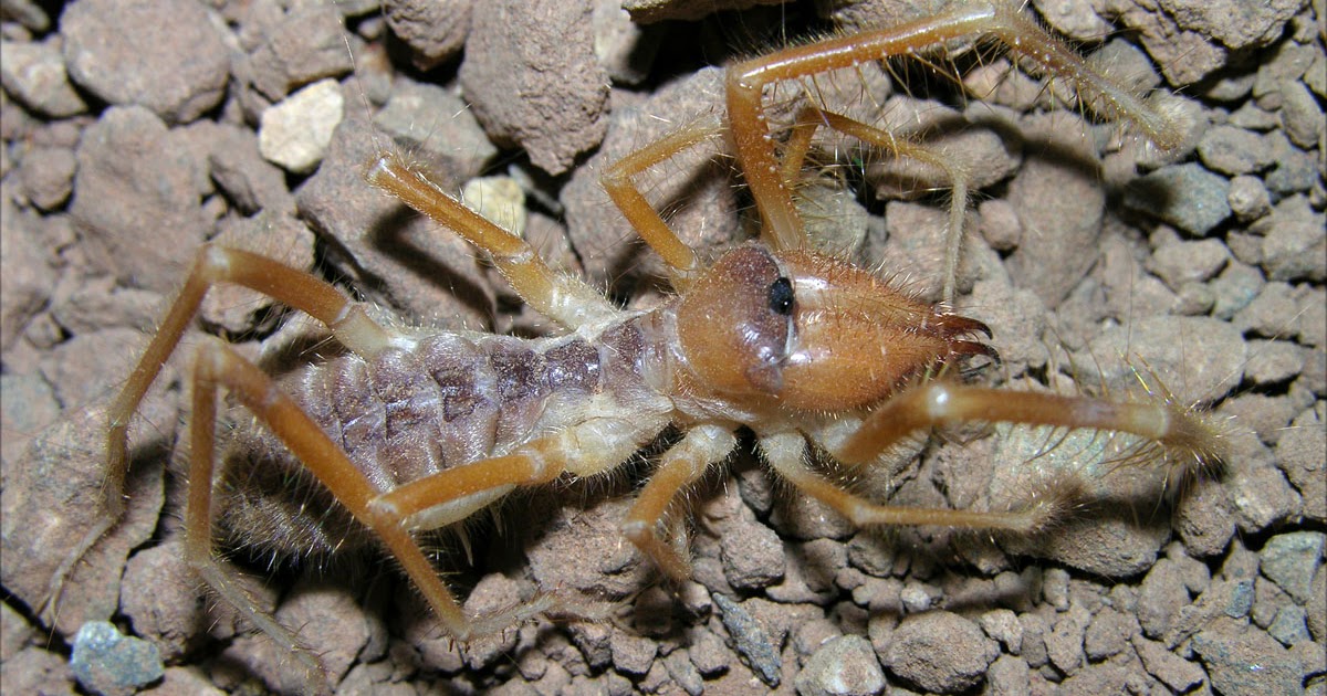 Variety of Life: Solifugae