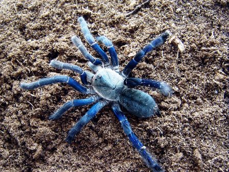Curiosidades del Mundo: Tarántula azul cobalto (Haplopelma Lividum ...