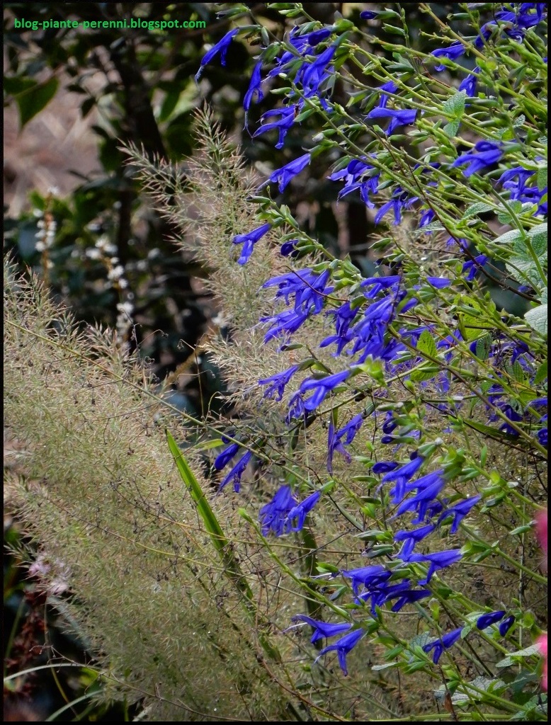 Un giardino di perenni in Ticino: Dopo i settembrini