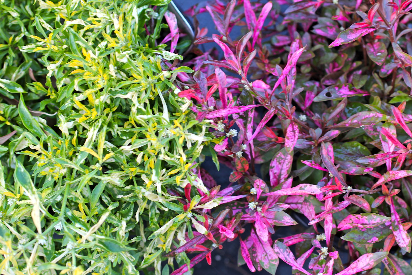 Florez Nursery: Alternanthera bettzickiana