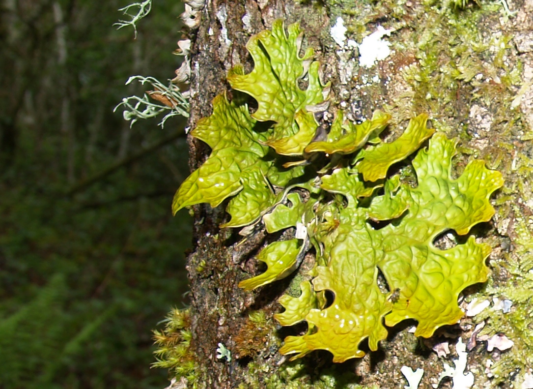 CUADERNO DE CAMPO de El Treparriscos: Lobaria pulmonaria.