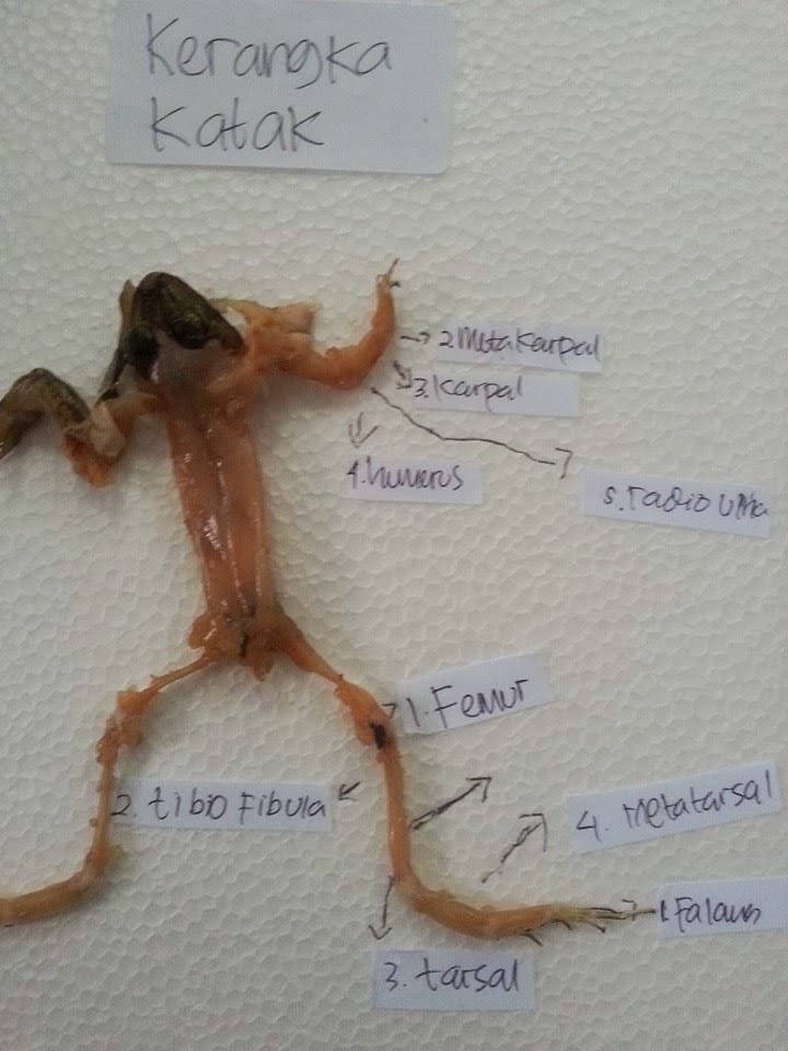 Welcome to My Blog Friends: Laporan Praktikum Struktur Hewan