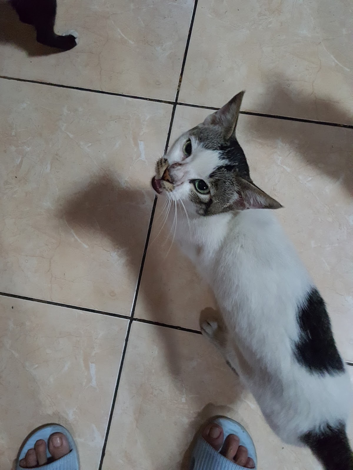 Oreo, Kucing Kampung Yang Bikin Bingung | Kucing Kampung Rumahku