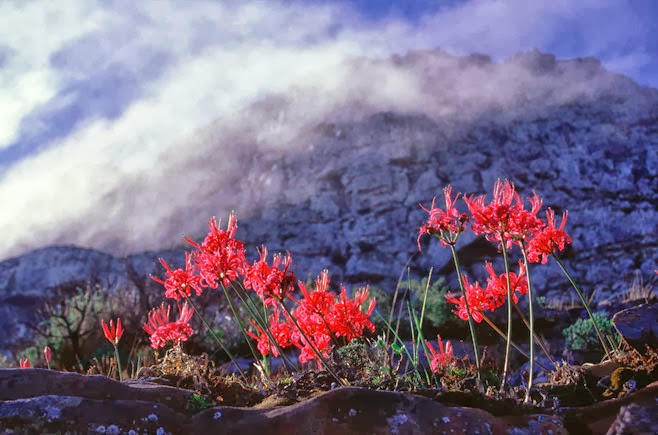 NERINE SARNIENSIS |The Garden of Eaden