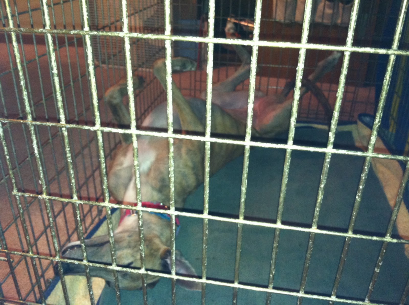 Northern Lights Greyhound Adoption Dog Blog: NLGA Photo Roundup ...