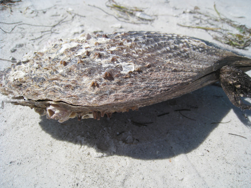 woke up, got out of bed.....: The Incredible Stiff Pen Shell