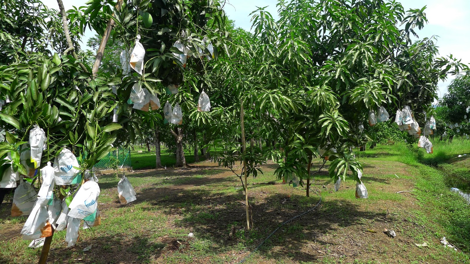 Kenangan Harumanis Perlis ~ Kendatipun Sekadar Catatan Peribadi ...