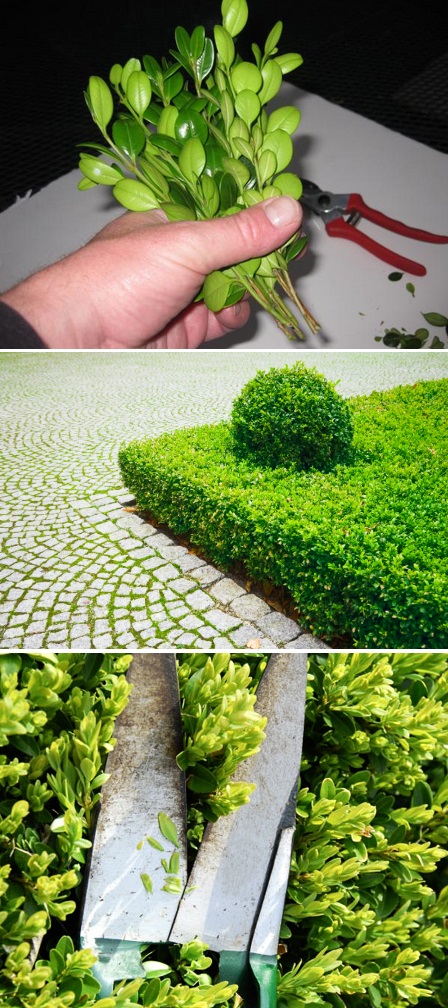 How to grow boxwood from cuttings - garden favorite