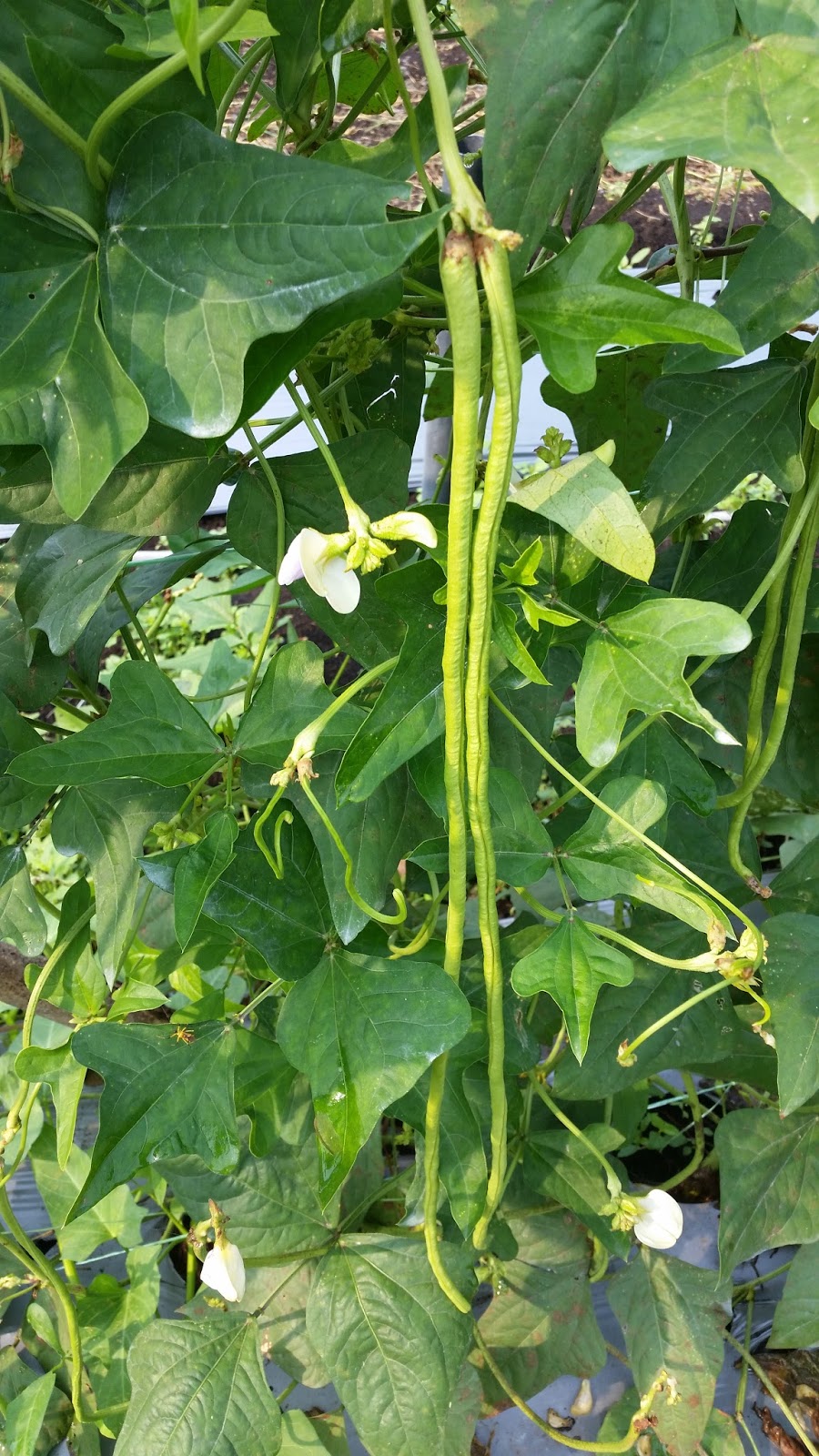 Warisan Petani: Tanaman Kacang Panjang.