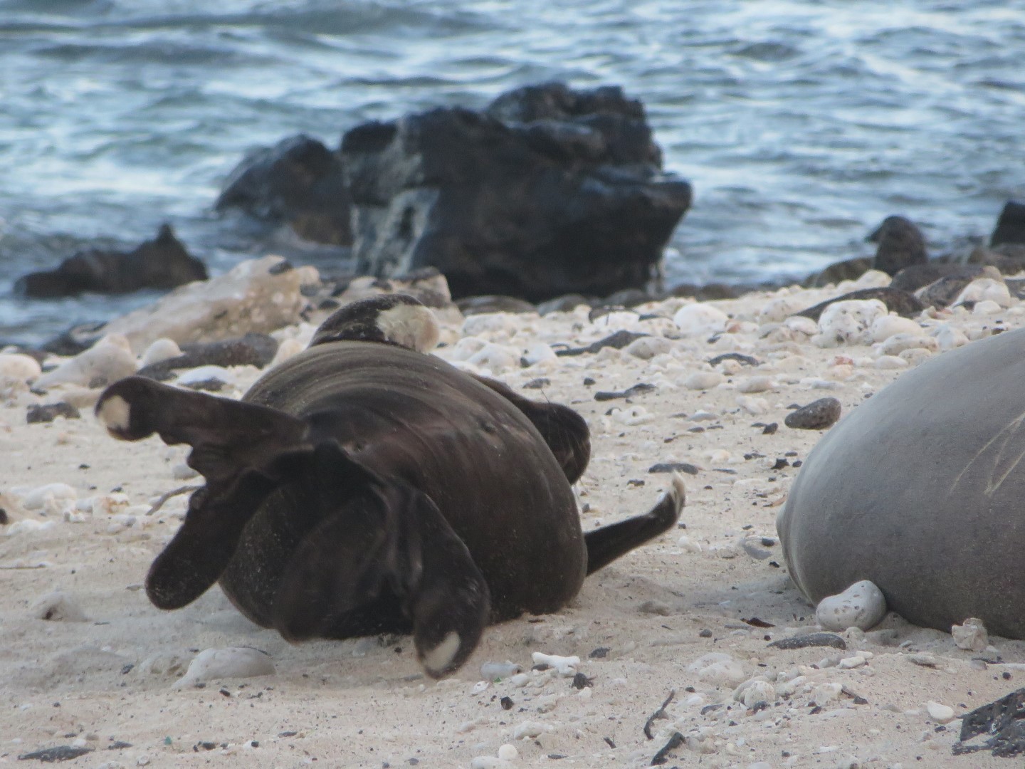 MonkSealMania.blogspot.com: 8/1/2013 Baby Kea Pictures