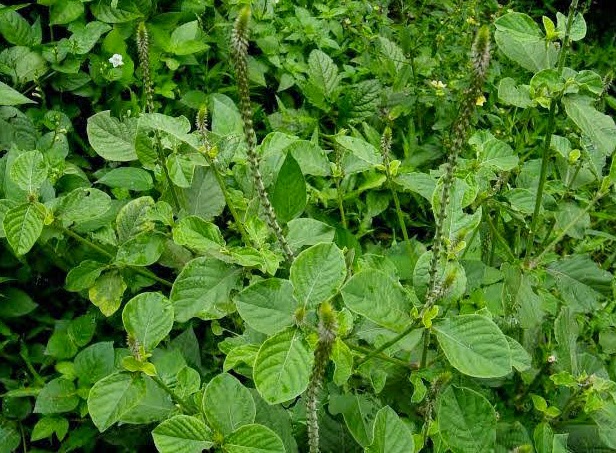 Herbalkart | The Online Herbal Store: Khara Manjari - Naayuruvi