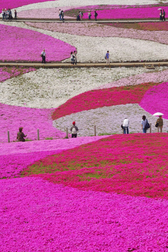 Pink Park in Japan - Tours Way