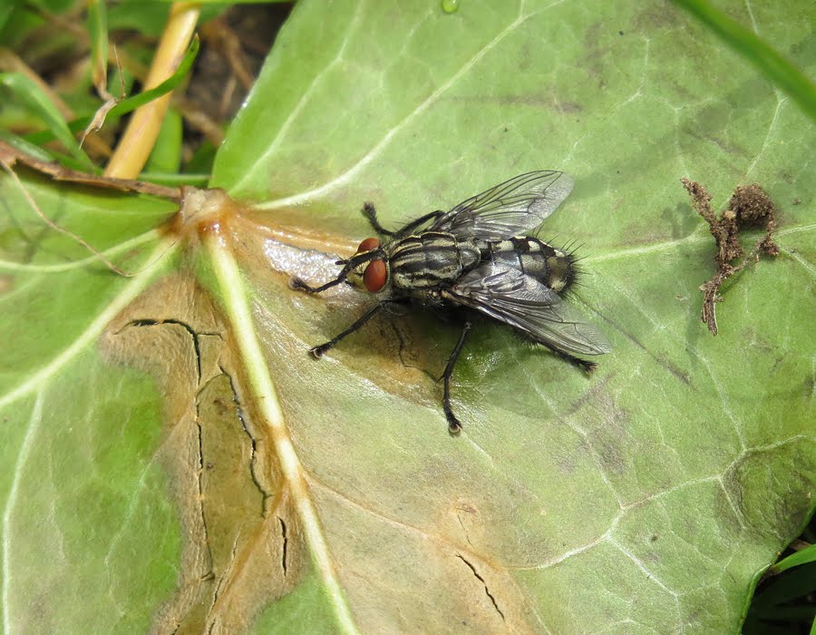 Port and Wey: Portland Insects F