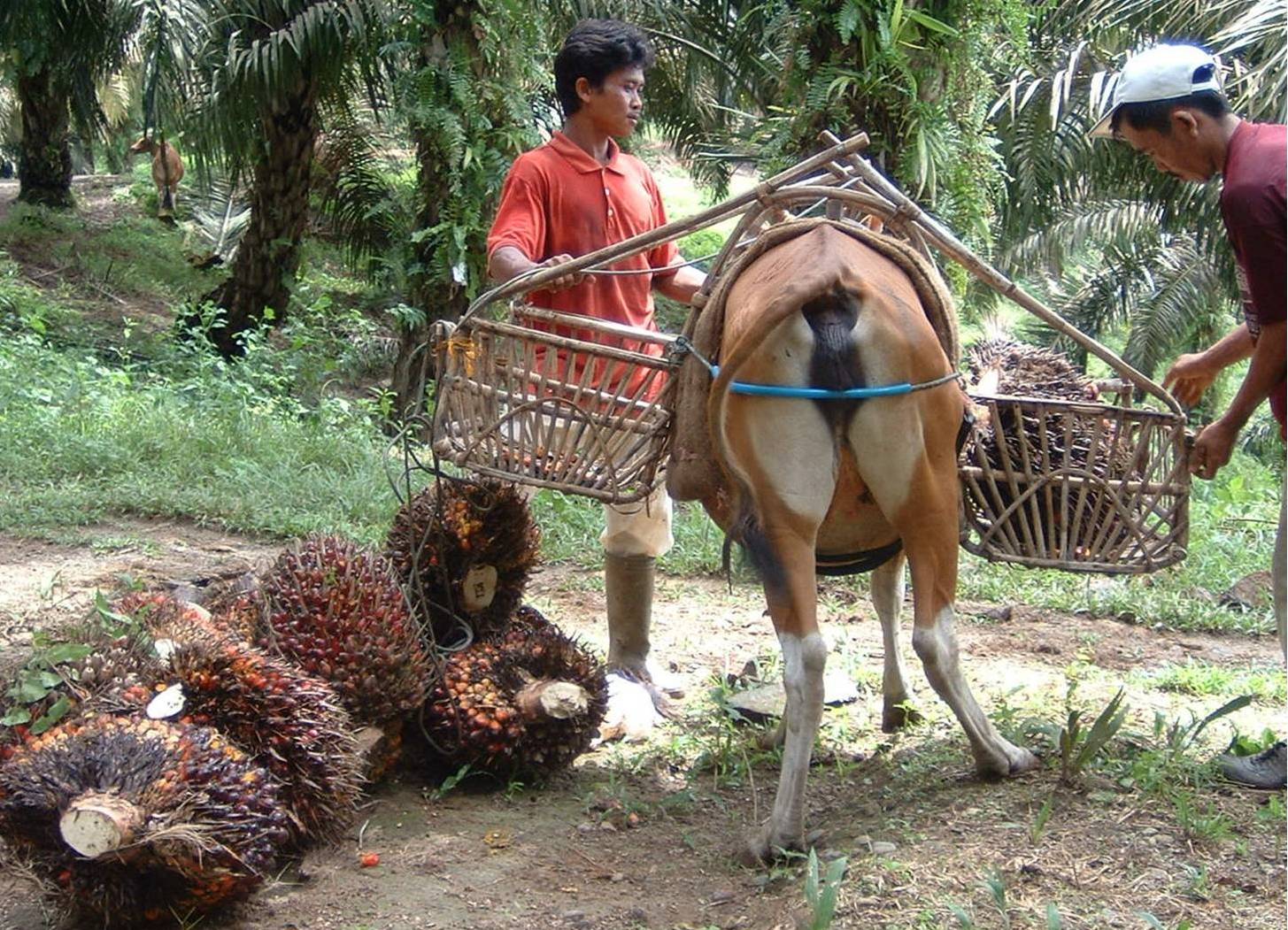 Discover Bengkulu: Animal worker in Palm-oil Plantation