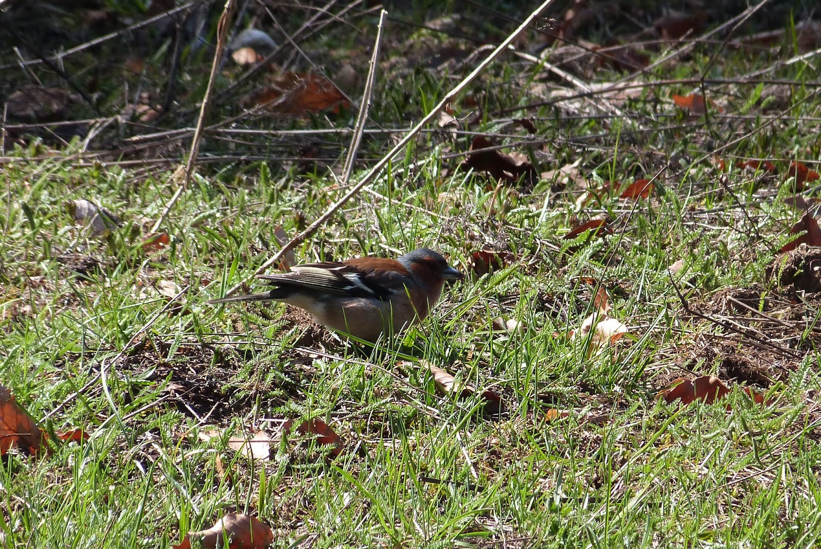 Frumusetile naturii: Cinteza (Fringilla coelebs)
