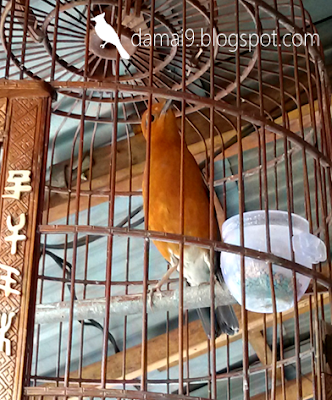 CARA MEMBEDAKAN ANIS MERAH / ANIS BATA / PUNGLOR MERAH JANTAN DAN ...