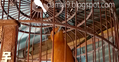 CARA MEMBEDAKAN ANIS MERAH / ANIS BATA / PUNGLOR MERAH JANTAN DAN ...