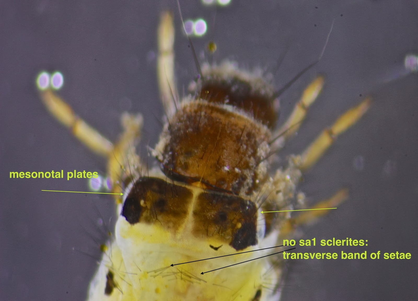 Aquatic Insects of Central Virginia: Case-makers we commonly see in the ...