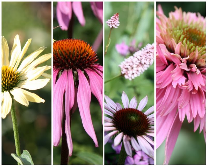 Frøken Solhat: Mine Purpursolhatte