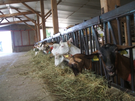 Les chèvres alpine et saanen: Alimentation