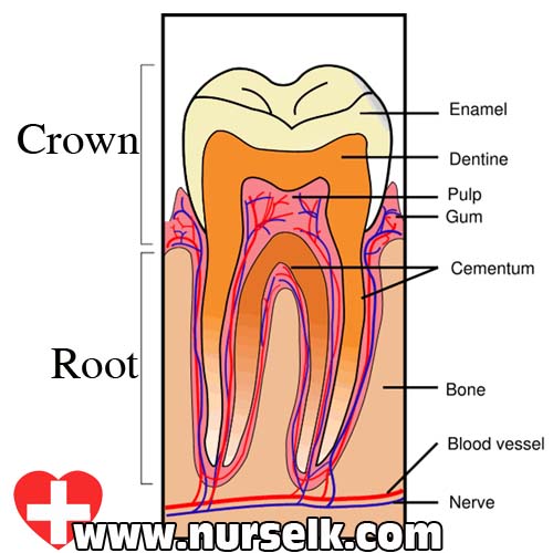 The Teeth | Nurselk.com