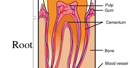 The Teeth | Nurselk.com