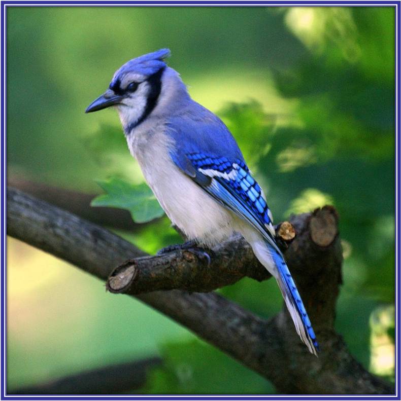 DIVAGAR SOBRE TUDO UM POUCO - Poemas, Flores, Pinturas, Férias: Passaro ...