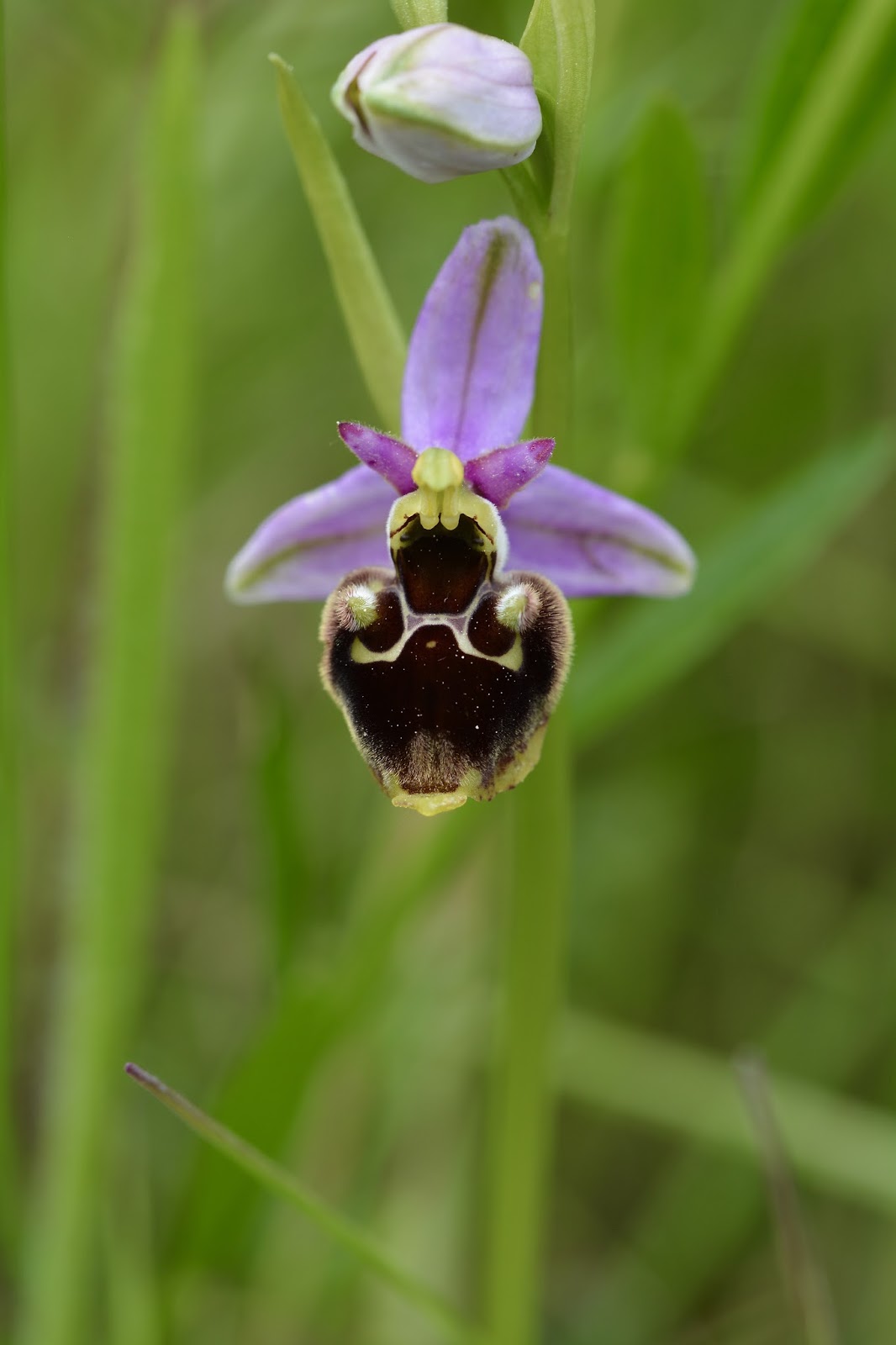 ORCHIDEES SAUVAGES: LES OPHRYS FUCIFLORA DE LOVAGNY