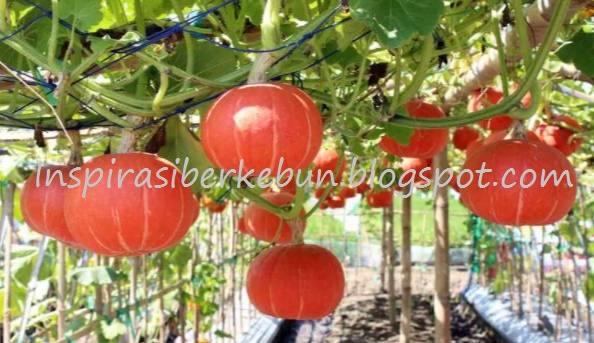 Cara Budidaya Labu Kuning - Inspirasi Berkebun